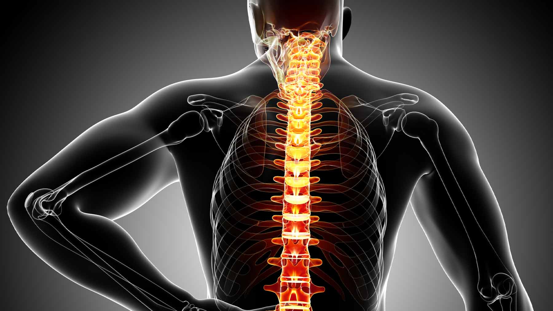 Mouse Study Shows Spinal Cord Injury Causes Bone Marrow Failure ...