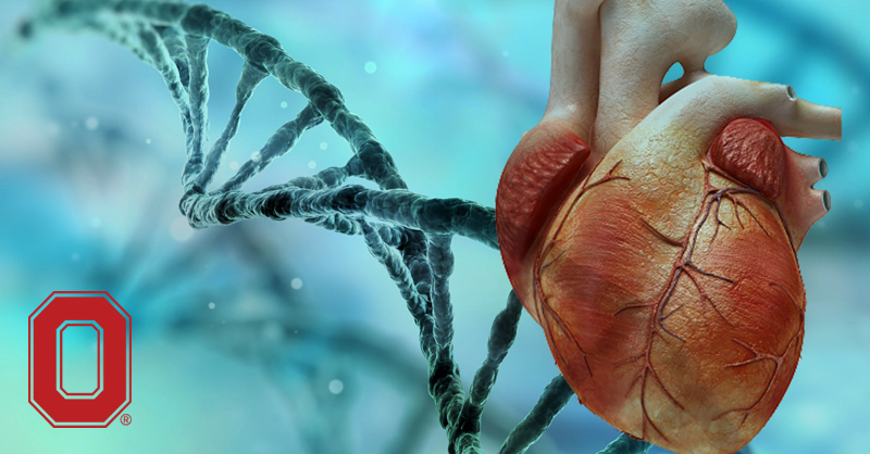Heart Muscle Problems – Cardiomyopathy: Symptoms, diagnosis and ...
